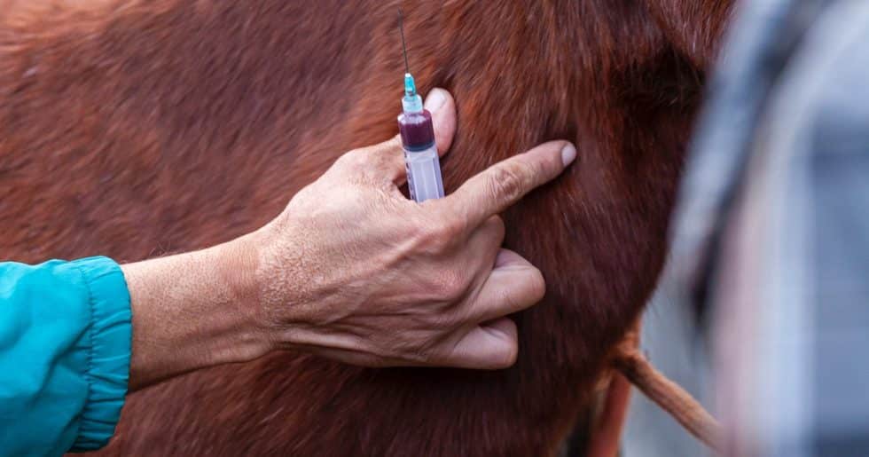 Medicamentos para Cavalos: O Guia Completo para o Cuidado Animal ...